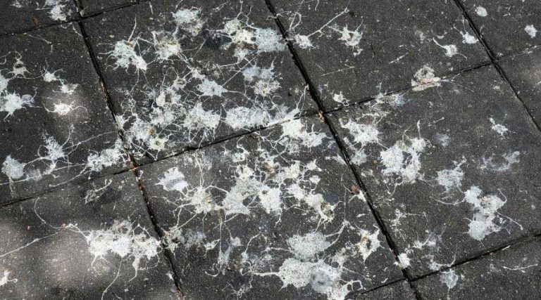 19 Ways to Keep Birds From Pooping On Your Patio or Deck – Backyard ...
