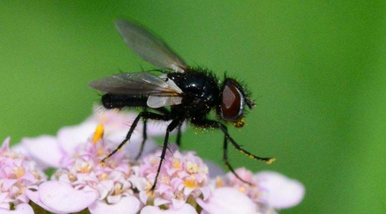 5 Natural Remedies to Rid Your Yard of Gnats - Backyard Patios and Decks