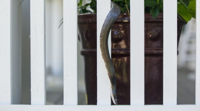 10 Ways to Keep Snakes Off Your Porch - Backyard Patios and Decks